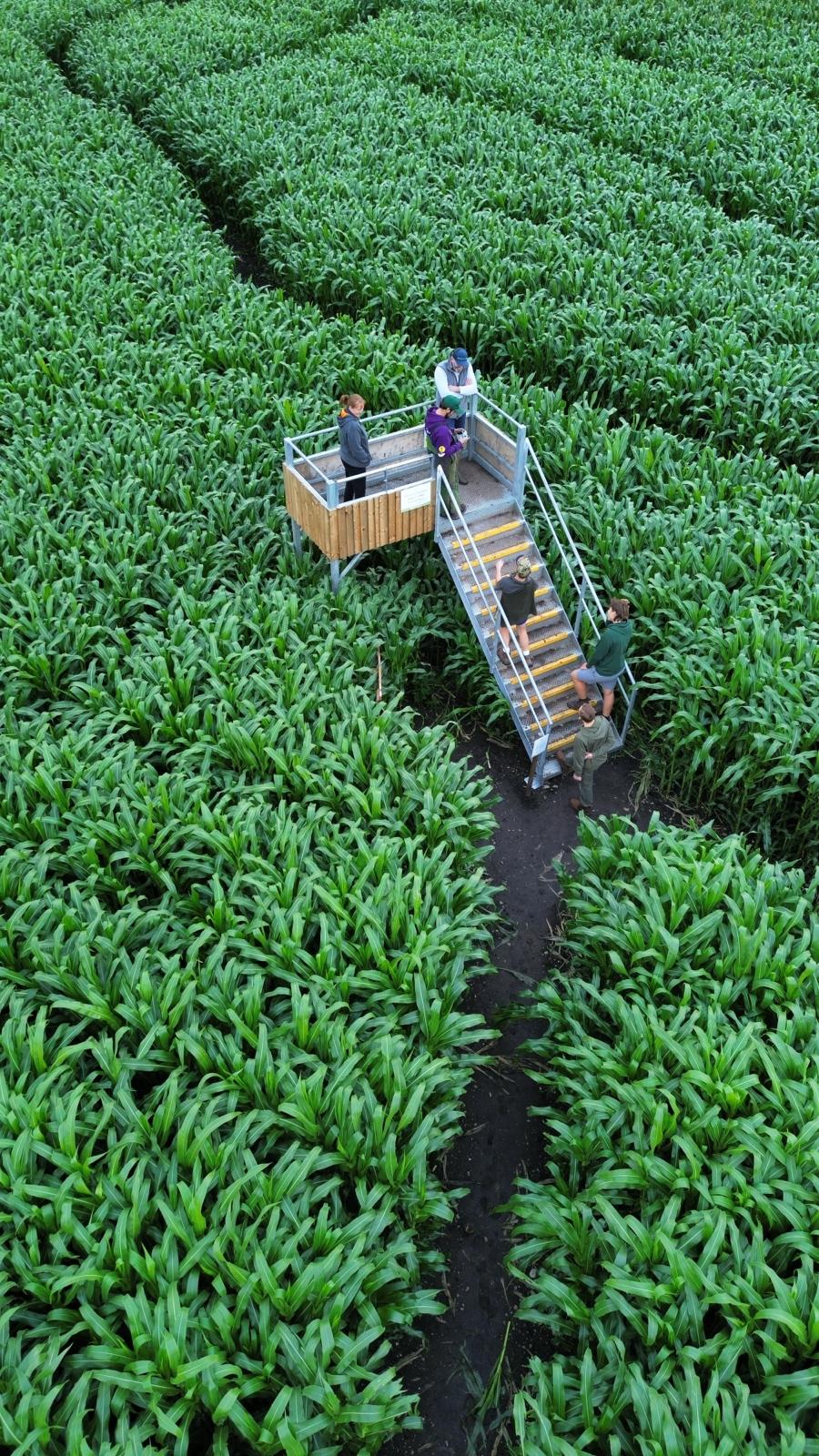Corporate – Lichfield Maize Maze
